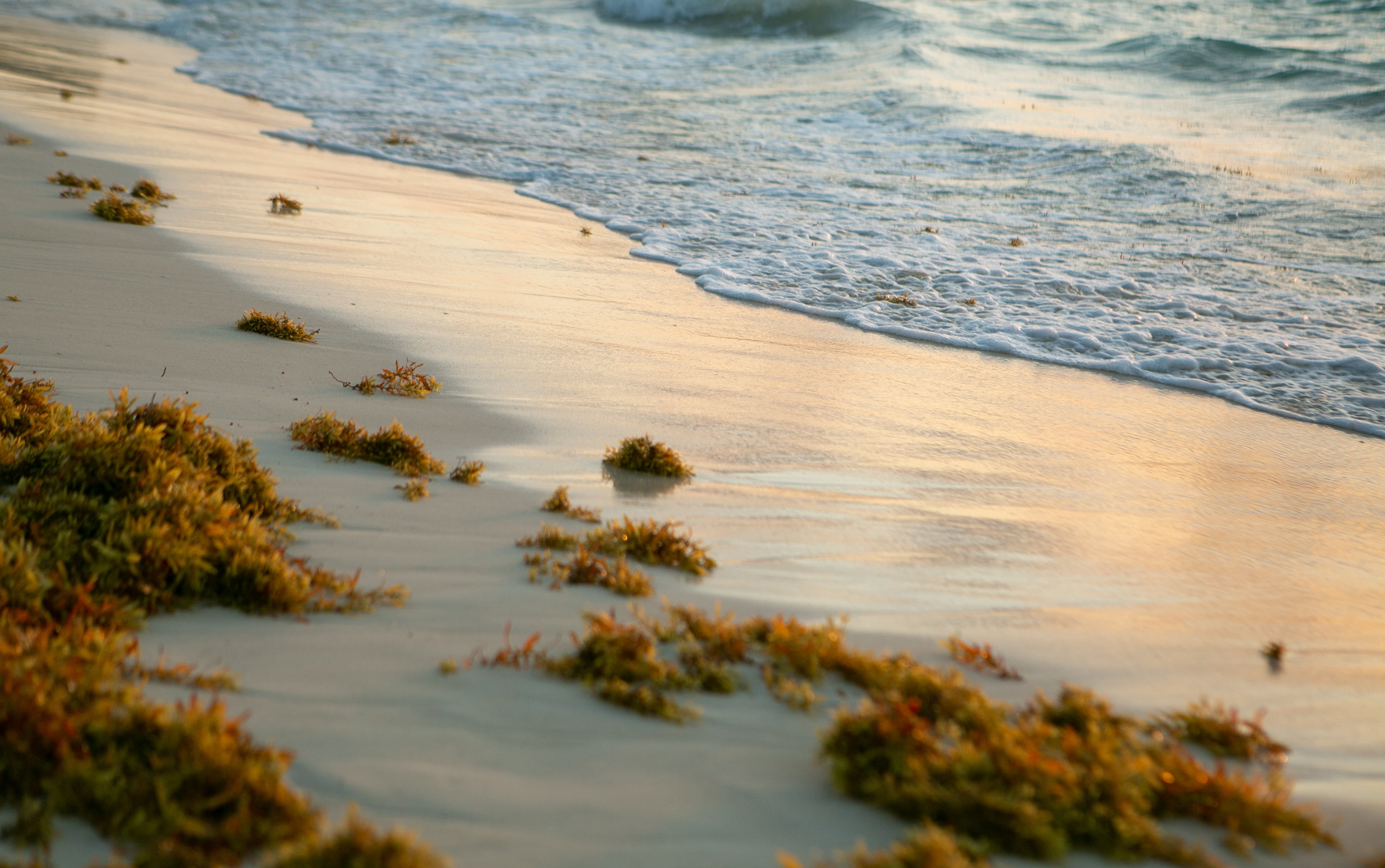 Paradise Lost? The Troubling Impact of Sargassum Seaweed on Caribbean ...